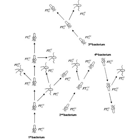 Chemotaxis Of Bacteria In The Light Of Antenna Optimization Using Bfa