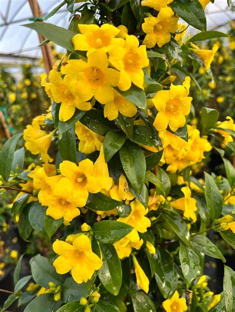 Gelsemium Sempervirens Creekside Nursery