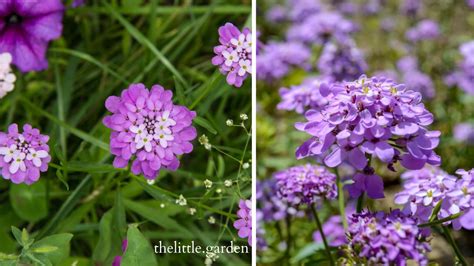 20 Of The Best Invasive Ground Cover With Purple Flowers