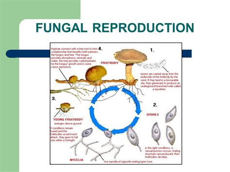 Spore Formation Diagram
