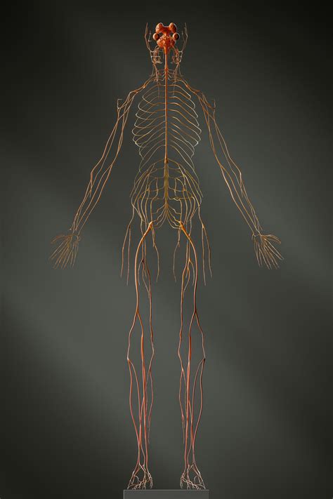 Leah Wilson Neuroscience Based Counselling And Coaching Melbourne