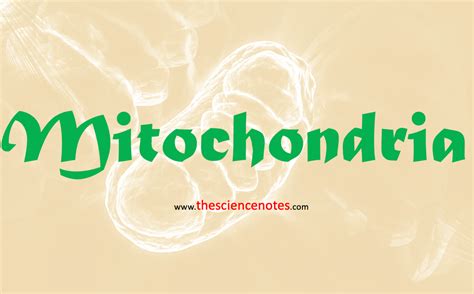 Exploring Mitochondria Structure Function And Mitochondrial Dna In Cellular Energy Production