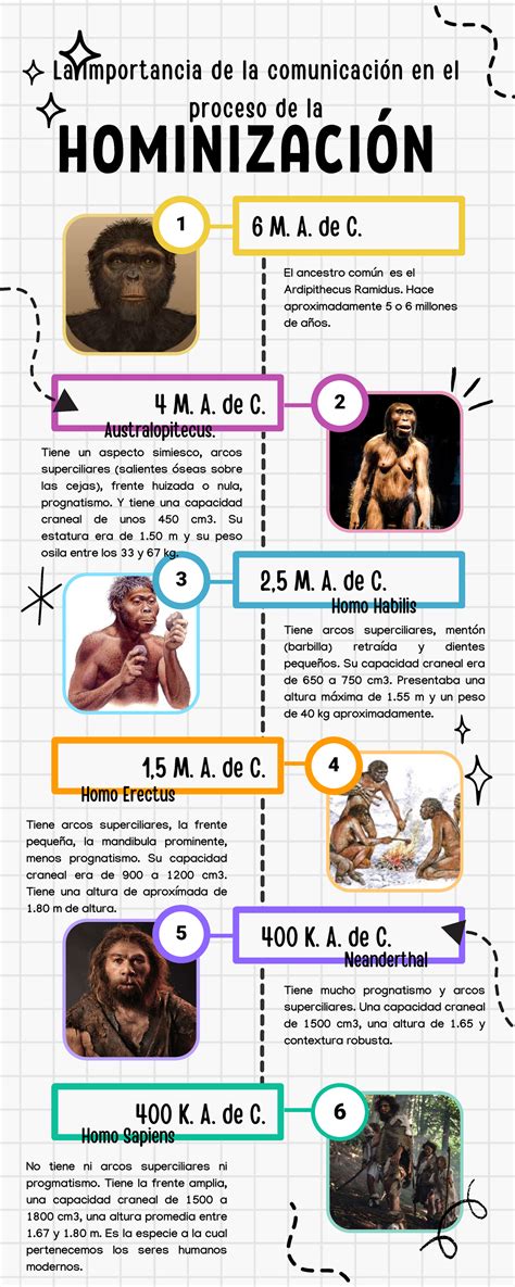Línea De Tiempo Evolución Y Hominización De Especies Humanas Studocu