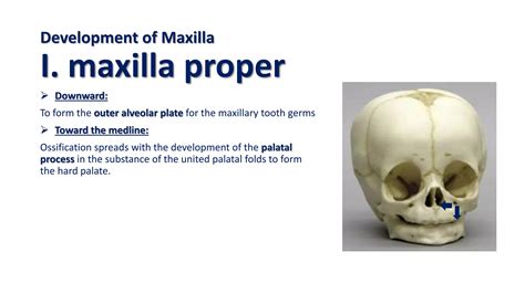 Development And Growth Of Maxilla Pptx