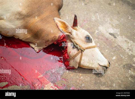 Slaughtered Animals Slaughtered Animals