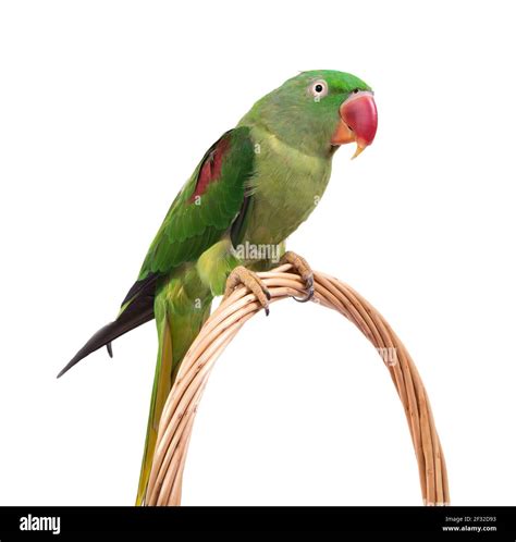 White Alexandrine Parrot