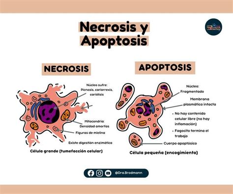 Best 13 Apoptosis Process Stages As Programmed Cell Death In Labeled