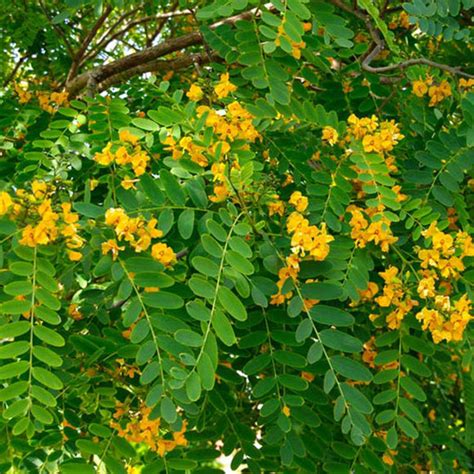 Tipu Tree Candj Gardening Center