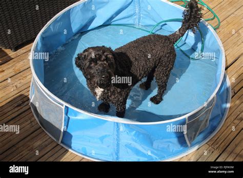 Cockapoo Dog Cooling Down In Paddling Pool Gillingham Dorset England