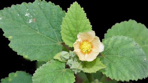 Sida Cordifolia Floral Formula The Medicinal Plants
