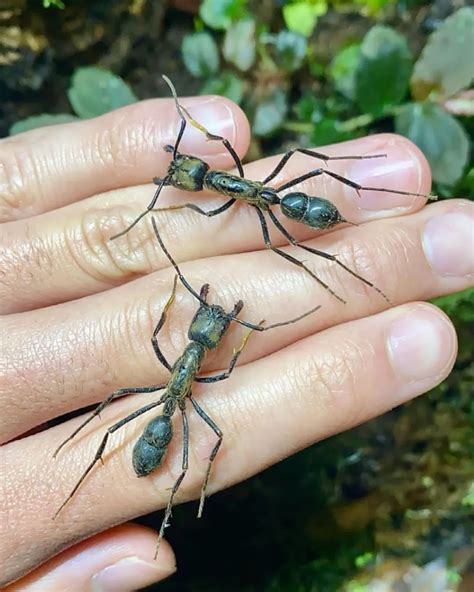 Biggest Ant In The World Picture