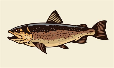 Trout Fish Drawing 23172367 Vector Art At Vecteezy