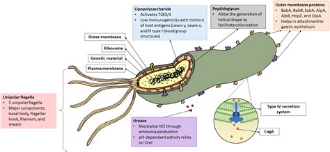 Helicobacter Pylori Antigen Causes At Jasper Saranealis Blog