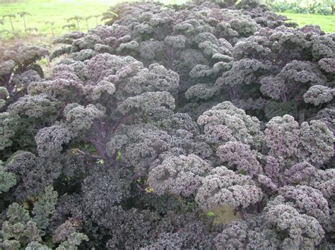 Redbor Kale Treated Seed Seedway