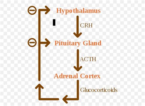 Negative Feedback Glucocorticoid Adrenal Gland Adrenal Cortex Endocrine