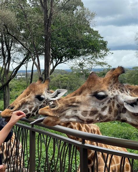 Nairobi National Park And Giraffe Center