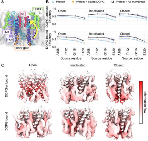 A Structure Of Opendopg Bound Kcsa Showing Important Structural