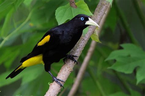 Xexéu Cacicus Cela Wikiaves A Enciclopédia Das Aves Do Brasil