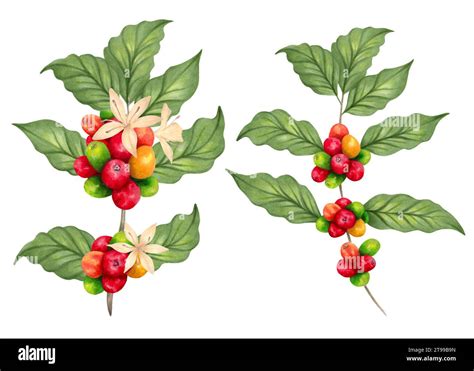 Coffee Berry Branches At Anna Steven Blog