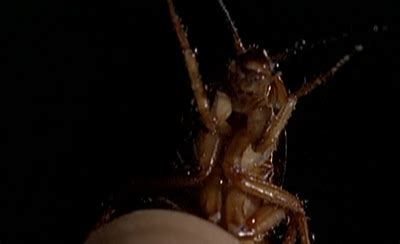 X Files Insects