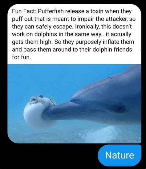 Anti Dolphins Memes
