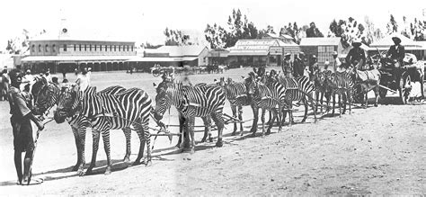 Those Arent Zebras In The Greatest Showman Explanation In Comments
