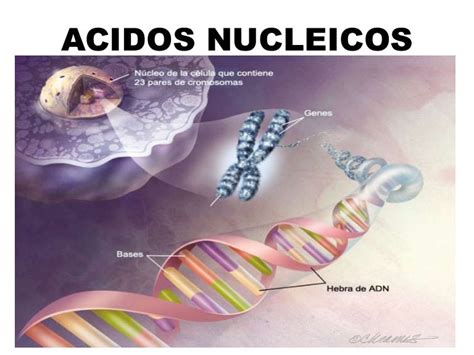 Monomeros De Acidos Nucleicos