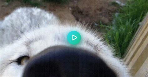 Wolf Boop  On Imgur