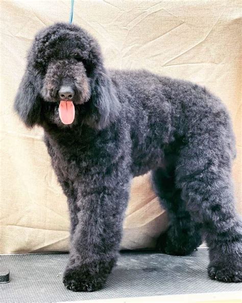 8 Best Bernedoodle Haircuts With Pictures 2025 Updated