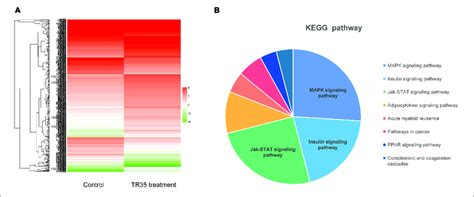 The Heatmap And Kegg Pathway Enrichment Analysis Of Degs In A549