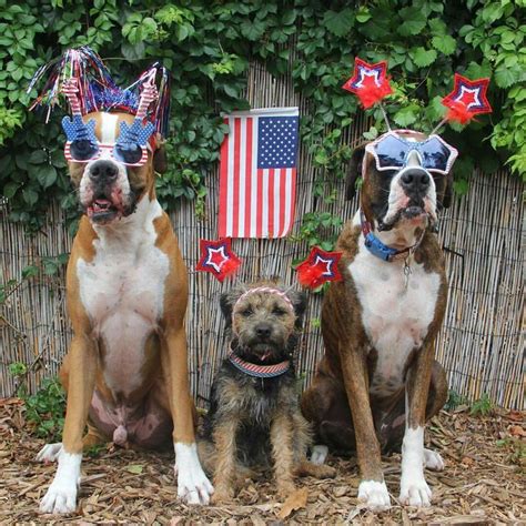 Patriotic Dogs With American Flag