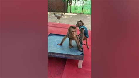 Coco And Bebe Love Milk So Much For The Dinner Time Shortscocobebe Youtube