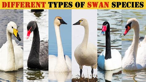 All Types Of Swan Species Youtube