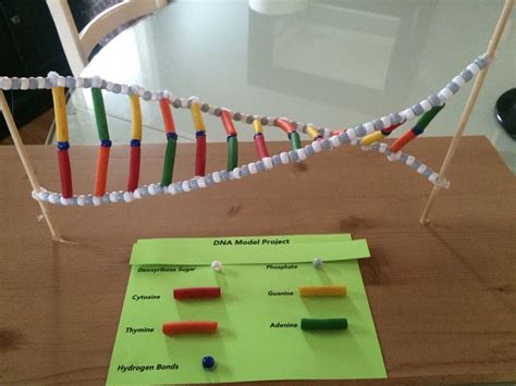 Labeled Dna Models Projects