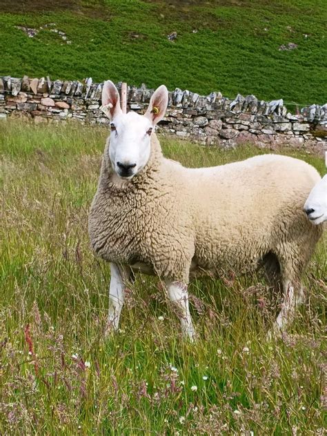 Sent In By Society Of Border Leicester Sheep Breeders Facebook