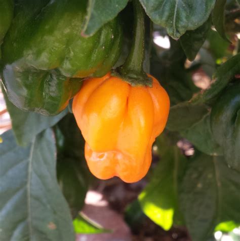 Scotch Bonnet Pepper Au
