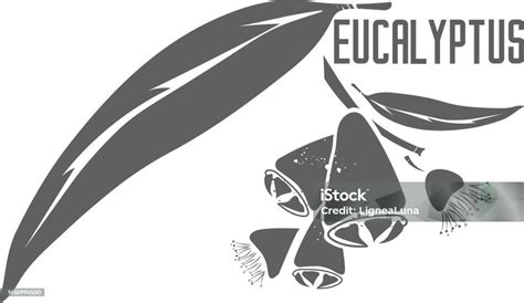 Eucalyptus Leaf And Flowers Vector Illustration Stock Illustration