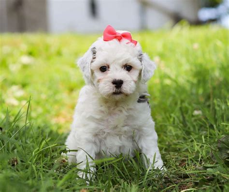 Cockapoo Puppies — Crockett Doodles
