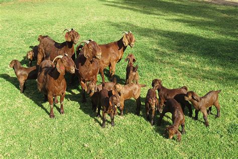 Kalahari Reds Exports Karoo Livestock Exports