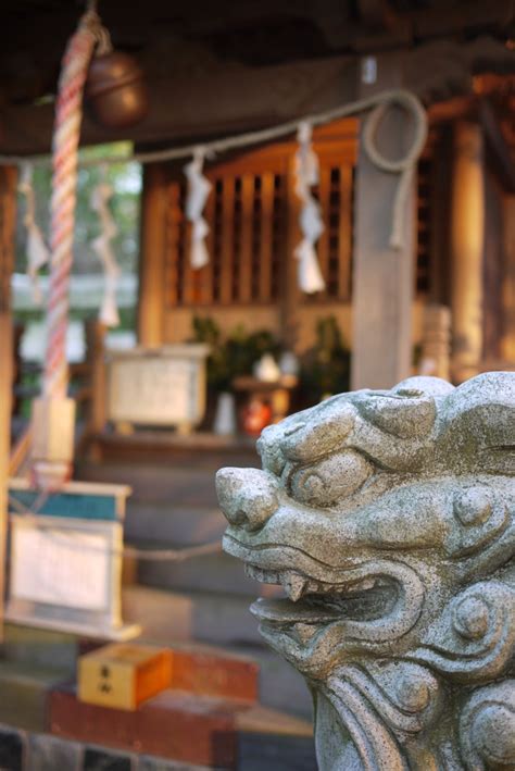 こまいぬ By ららのふ （id：553771） 写真共有サイトphotohito