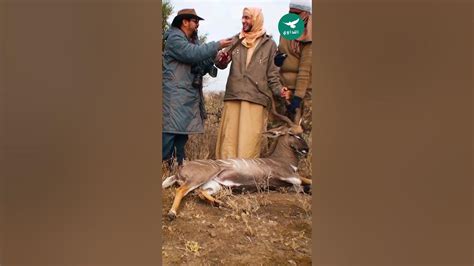 ظبي الكودو 👍💯 Youtube