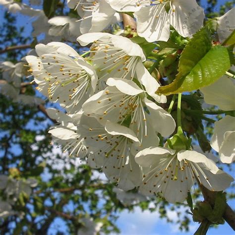 Prunus Avium Tree Buy Prunus Avium Plena Wild Cherry Double Gean