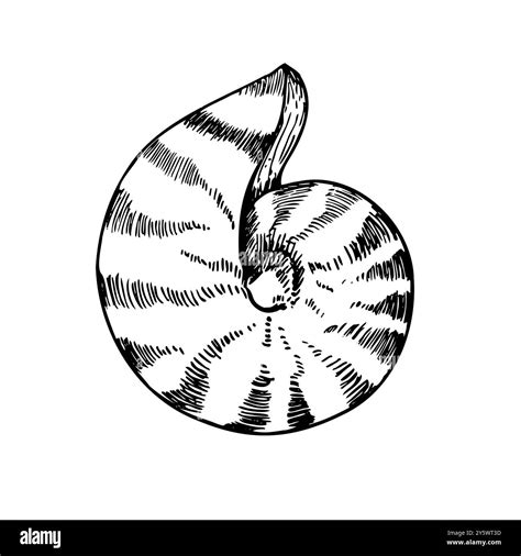 Beautiful Shells Drawings 594 948 Beautiful Shell Royalty Free Images