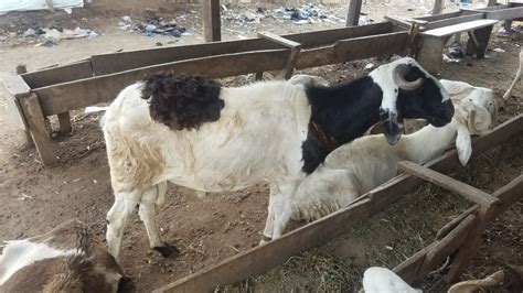 Small Sheep Grabb247