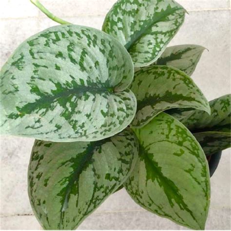 Scindapsus Pictus Exotica Silver Splash Gemi Green
