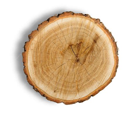 Premium Photo Log Cross Section