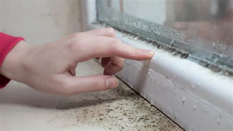 Como Eliminar O Bolor Desagradável Que Aparece Nas Janelas Notícias