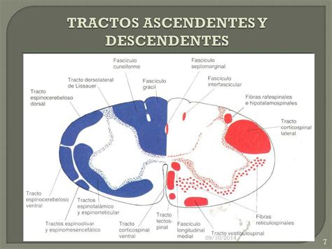 Ppt 20 ConformaciÓn Interna De MÉdula Espinal Powerpoint