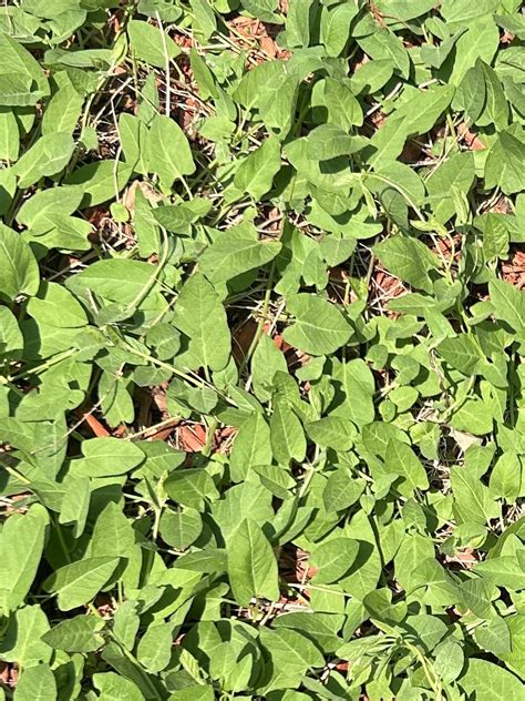 Vine Type Weed Rlandscaping