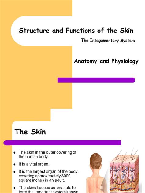 2 Basic Structure And Functions Of The Skin Pdf